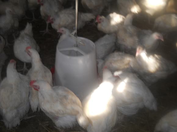 havared JV | Engormix