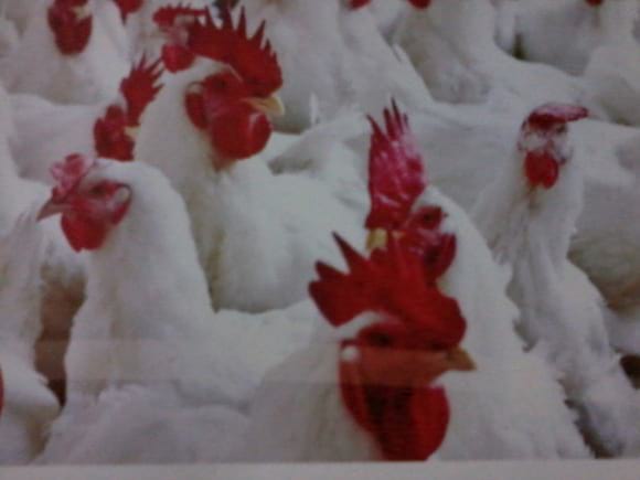 lindas aves | Engormix