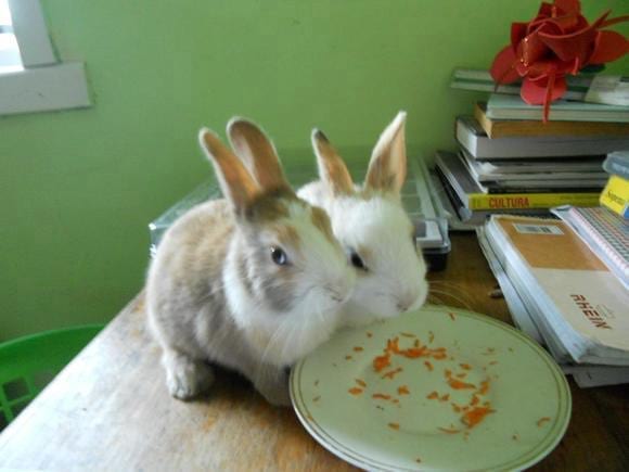 MI CONEJA VA A PARIR, AYUDA | Engormix