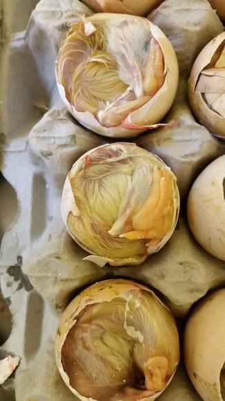 Drop in Egg Production | Engormix