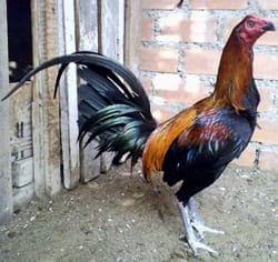gallo | Engormix