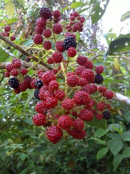 mora silvestre | Engormix