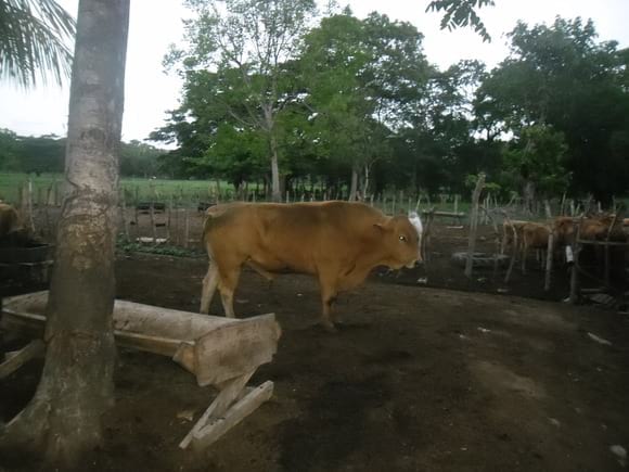 Toro El Ranchero. | Engormix