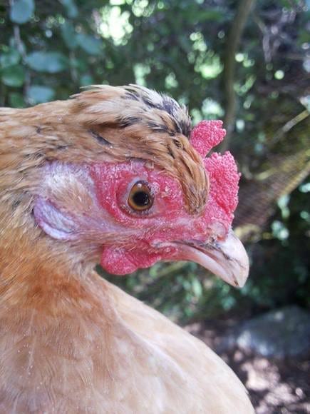 Garnizé espuma | Engormix