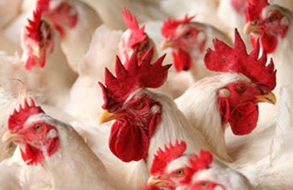 pollos de engorde | Engormix