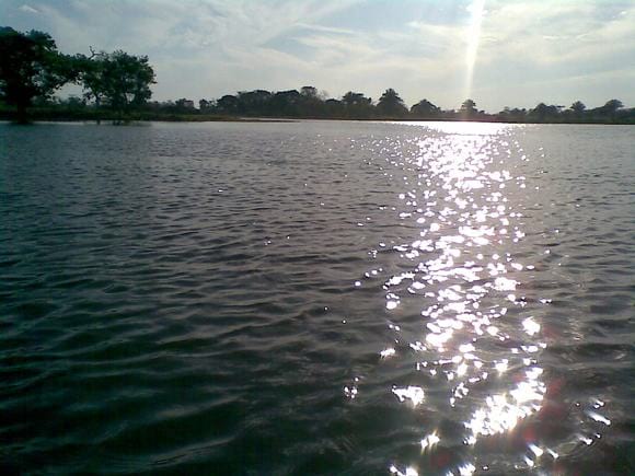 Maravilla de tiempos de lluvia | Engormix