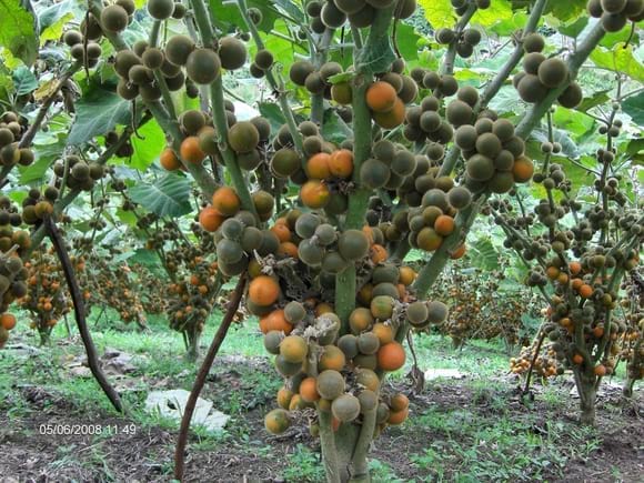 LULO DEL HUILA | Engormix