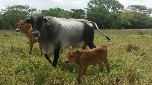 Becerra por FIV de senepol con Jersey | Engormix