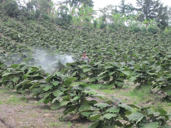 Fertilizacion foliar en Lulo | Engormix