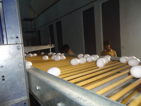 Egg Lift System | Engormix