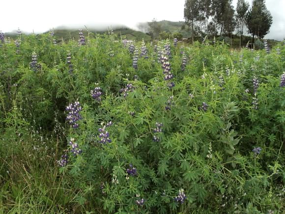 CULTIVO DE CHOCHO | Engormix