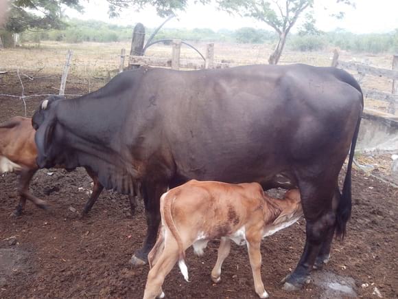 gyr x holstein | Engormix