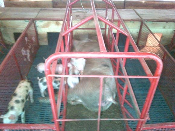 parideras | Engormix