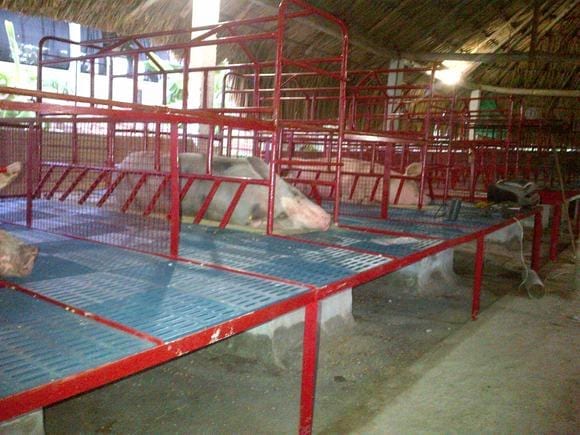 parideras | Engormix