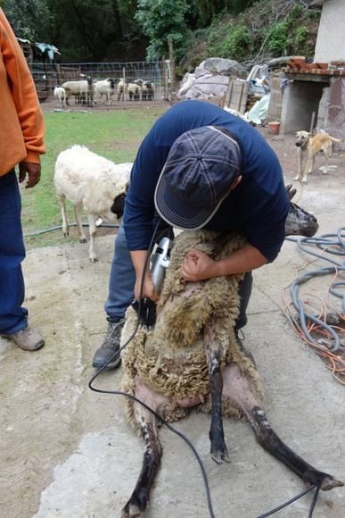 Trasquilando | Engormix