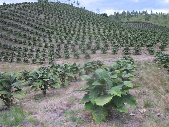 Lulo en Occidente del Huila | Engormix