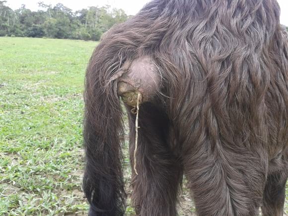 Expulsión de ovillo formado por parásitos de Neoascaris vitolorum ...