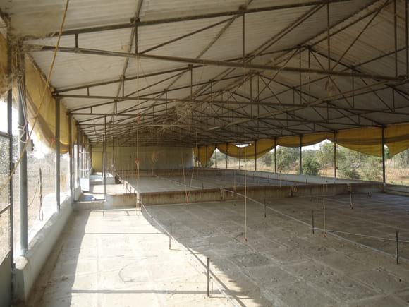 Deep Litter brooding Shed | Engormix