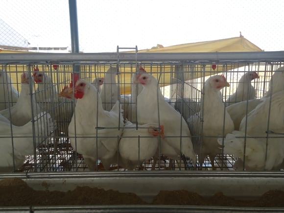 Layer cages | Engormix