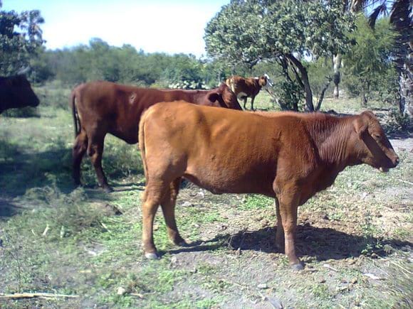 BEEFMASTER X BRANGUS | Engormix