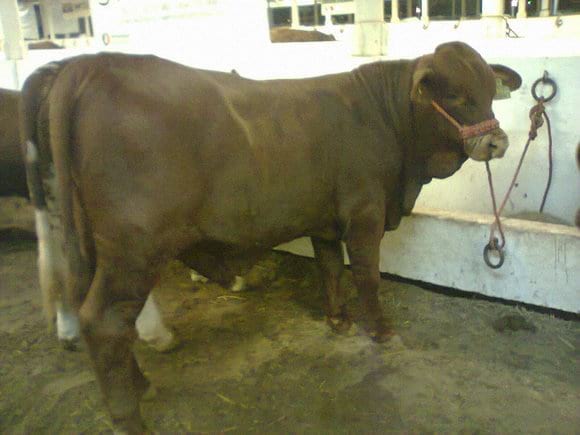 Toro BEEFMASTER de 16 meses del programa "mejoramiento genetico" en Tamaulipas México Rancho ...