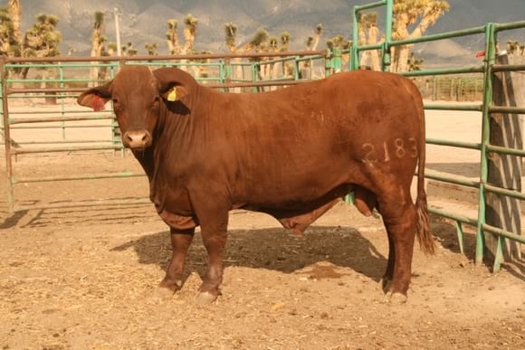 beefmaster 16 meses ganadería chacmol grupo calidad beefmaster en ...