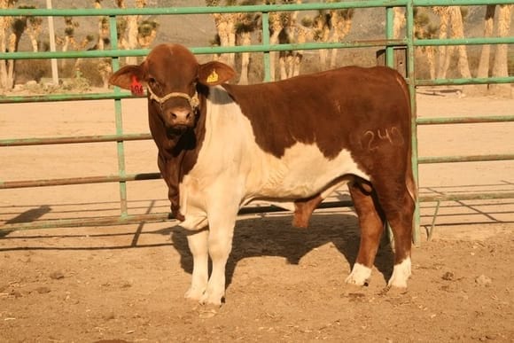 beefmaster 14 meses ganadería el lucero grupo calidad beefmaster en tamaulipas, méxico | Engormix