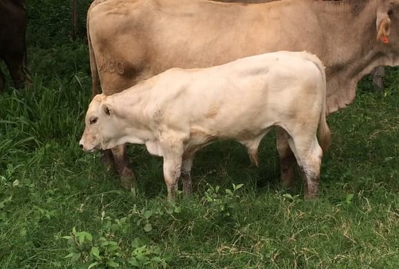 Ternero F2 Blonde de Aquitania | Engormix