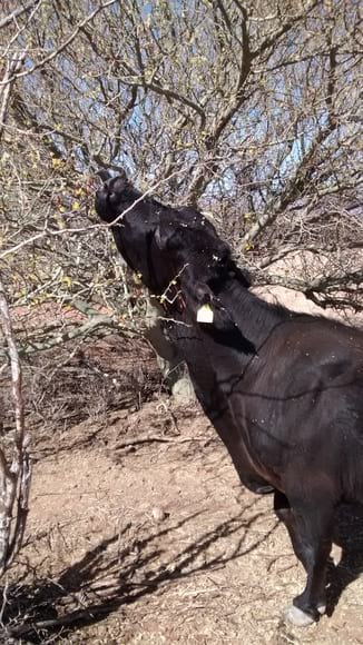 vaca comiendo vainas de brea en temporada de sequía | Engormix