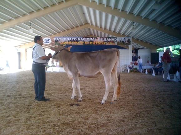 Becerra Campeona Pardo Suizo | Engormix