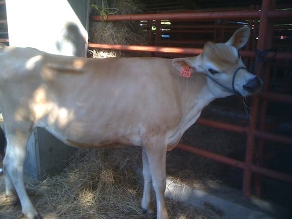 Becerra Jersey | Engormix