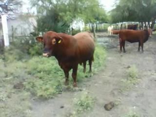 toro #197 brangus rojo, al fondo novillonas cruza brangus-beefmaster | Engormix