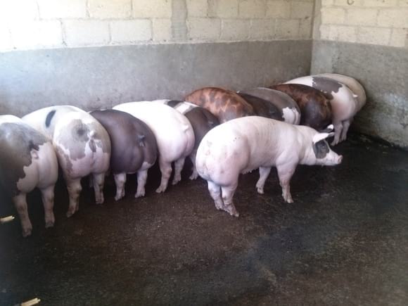 marrano de engorda 100 % carne | Engormix