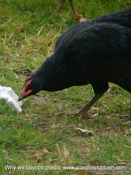 Chicken nutrition on polystyrene foam | Engormix