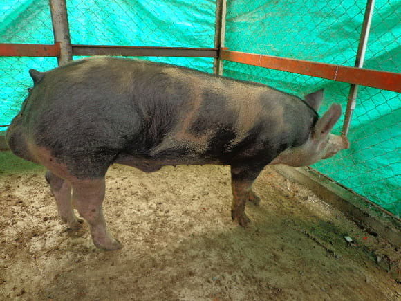 cerdo | Engormix