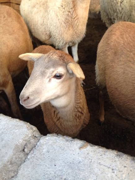 Cordera con problemas | Engormix