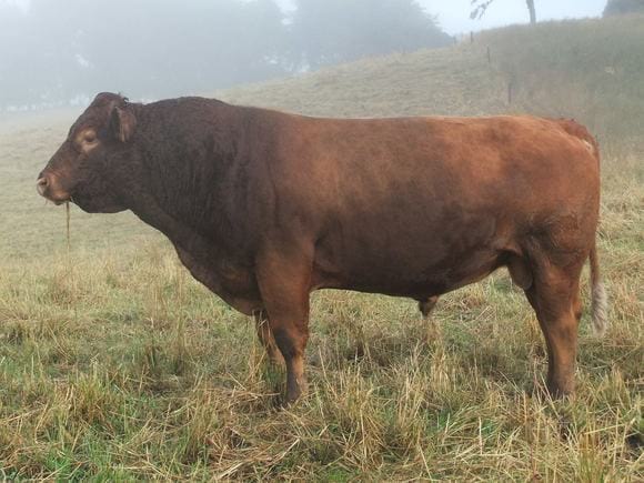 Toro Limonsig | Engormix