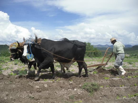 ADIESTRAMIENTO DE YUNTAS | Engormix