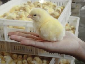 Pollitos Broiler | Engormix