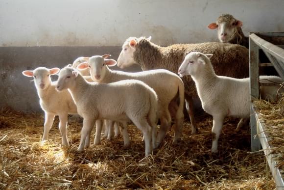 Turkish Kivircik Sheep | Engormix