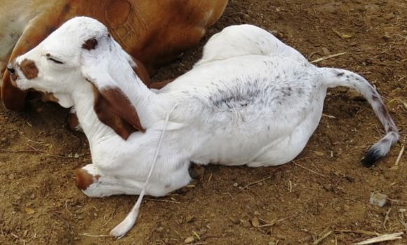 "El Pipián - C 032" Ternero Gyr con raro apéndice. | Engormix