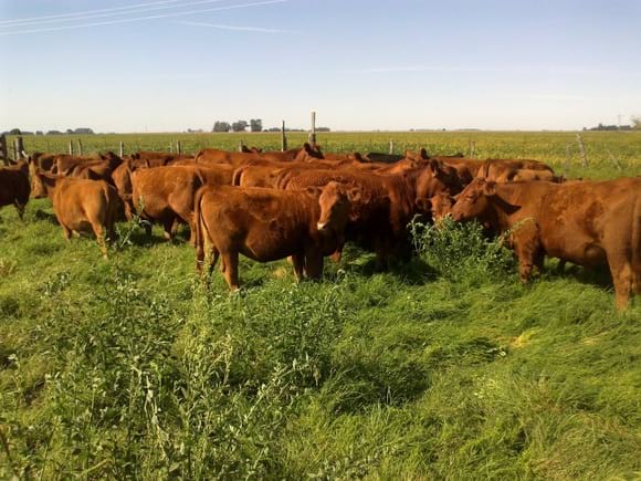 Engorde con suplementación | Engormix