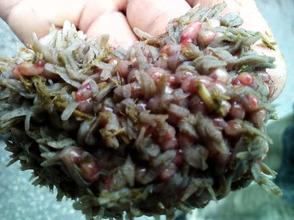 Paramphistomum | Engormix