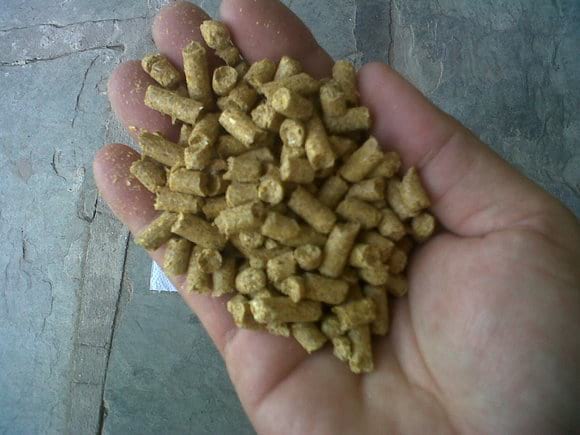 Pellet DDGS (Burlanda seca) | Engormix