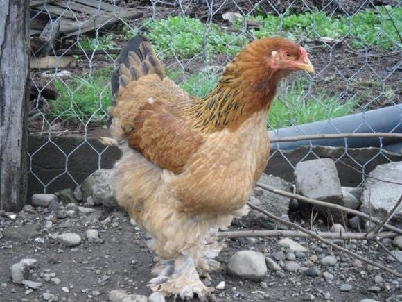 Gallina Rasa Overo con Holton Exselentes para poner | Engormix