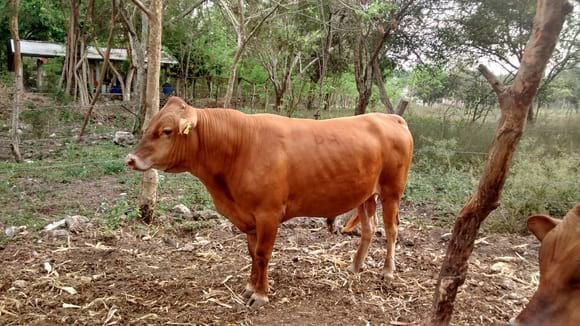 EL PINOLILLO | Engormix