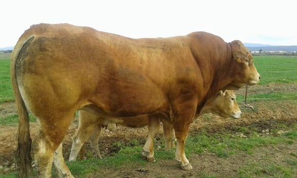 Toro limusín | Engormix