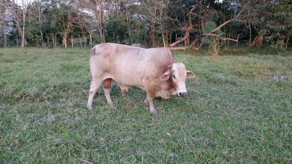 el toro de la finca | Engormix