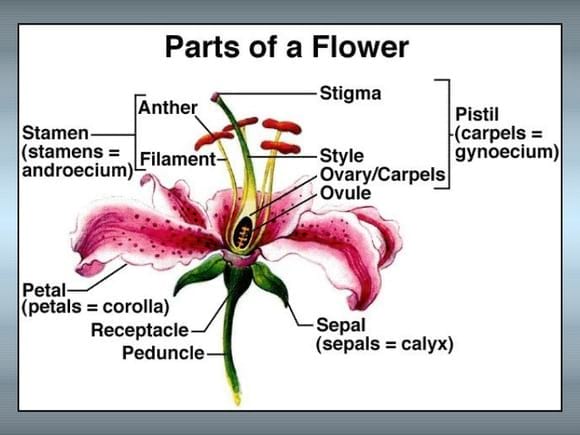 Reconocer el receptaculo y el pedunculo | Engormix