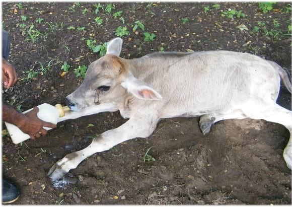 Becerrito postrado | Engormix